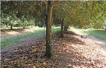 Optimising macadamia water use drop by drop - PressReader