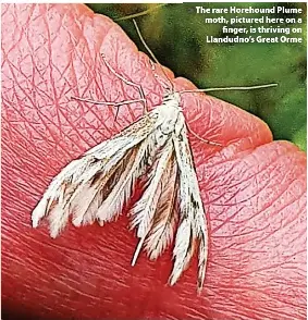 Rare moth found in Welsh beauty spot - PressReader