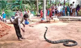Forest Dept. to release list of authorised snake handlers, rescuers ...