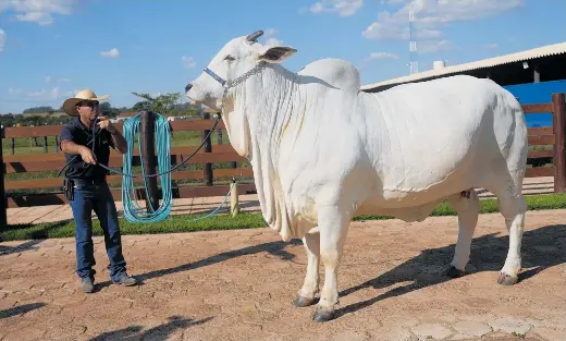 Meet Viatina-19, Brazil’s cash cow - PressReader