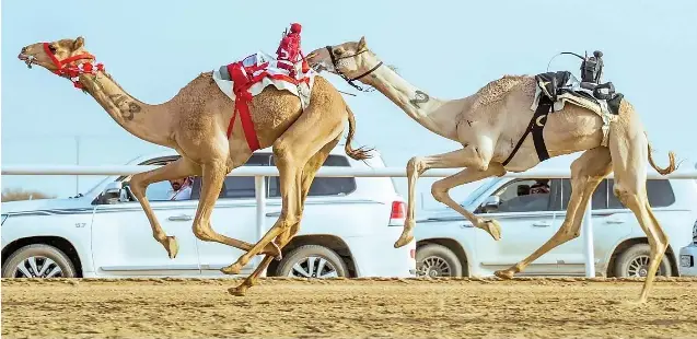 Record numbers gather in Taif as camel racing season heats up - PressReader