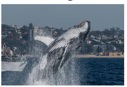Winter brings Australia’s ‘ humpback highway’ to life and peak hour is ...