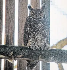 A halfcentur­y of caring for feathered friends - PressReader