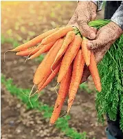 Versatile carrots sow easy to grow - PressReader