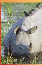 NO RHINOS POACHED IN RESERVE - PressReader