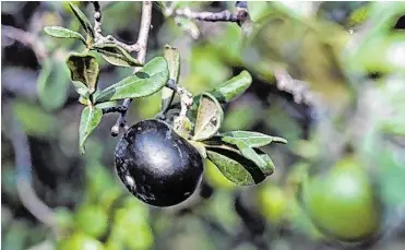 Birds appreciate these trees berry much | San Antonio Express-News ...
