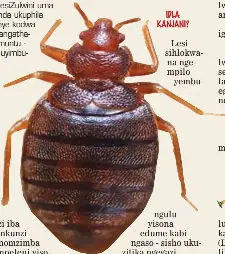 Imbungulu - PressReader