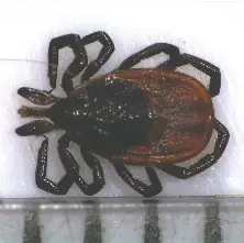 Mild winter gives ticks a head start - PressReader