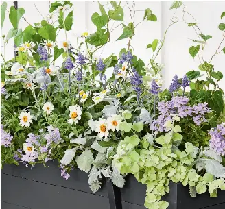 PLANT SUCCESS - PressReader