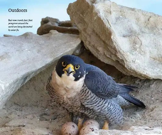 Falcons Falling - PressReader