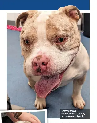 Man given dog ban for five years after beating puppy - PressReader