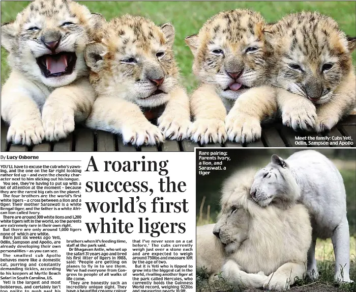 A roaring success, the world’s first white ligers - PressReader