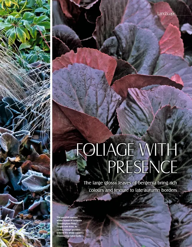 Frosted foliage of bergenia - PressReader