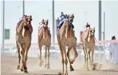 AL BASHAYER CAMEL RACING FESTIVAL TO BEGIN ON FEB 12 - PressReader