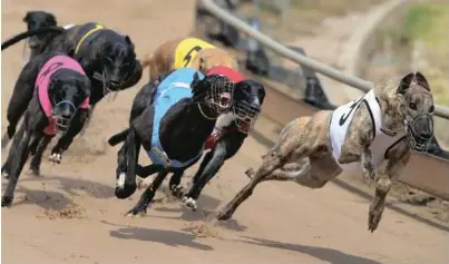 Go greyhound racing with TAB - PressReader