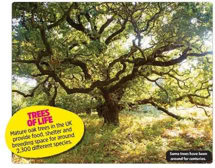 Map of England’s ancient trees - PressReader