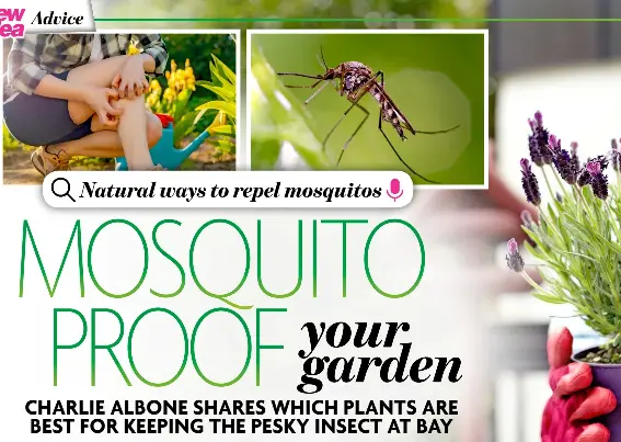 MOSQUITO PROOF your garden - PressReader