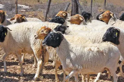 All about the Namaqua Afrikaner - PressReader