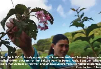 Sakura trees start blooming in Atok - PressReader