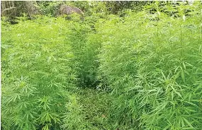 2000+ marijuana plants seized in Navosa - PressReader