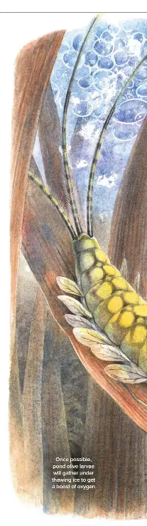 COLD AS ICE - PressReader