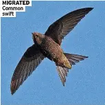 Med cousin swift to swoop into UK - PressReader