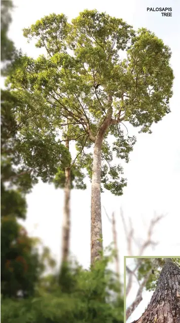 PALOSAPIS - PressReader