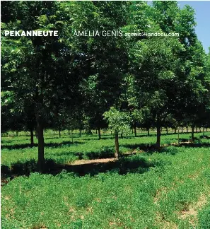 Pekanneute: VSA kultivars pas aan in Noord-Kaap - PressReader