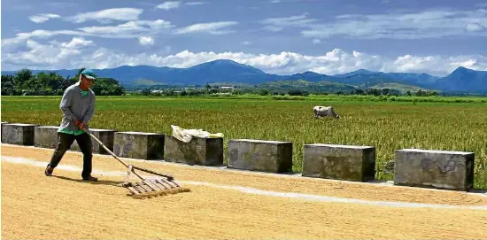 Harvests ease Pangasinan rice prices - PressReader