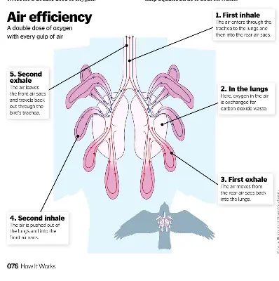 How birds breathe - PressReader