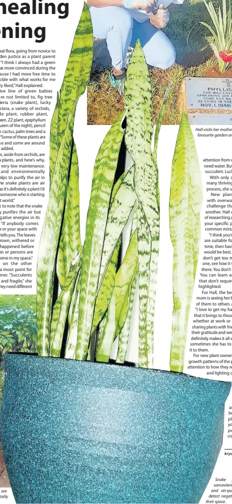 Plant mom Debbie Hall finds healing in gardening - PressReader