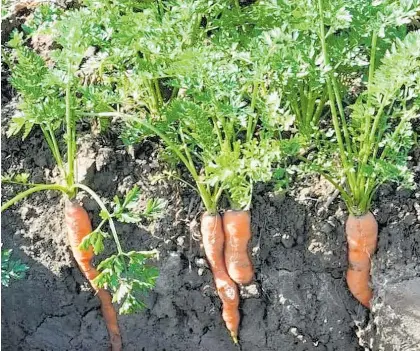 Vegetable crops break through silt barrier - PressReader