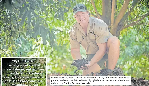 Managing macadamias: Cut back for higher yields - PressReader