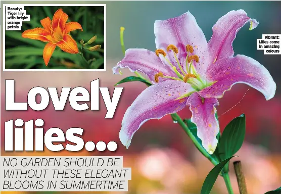 Lovely lilies... - PressReader