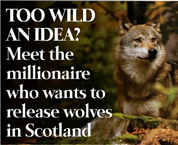 TOO WILD AN IDEA? Meet the millionair­e who wants to release wolves in ...