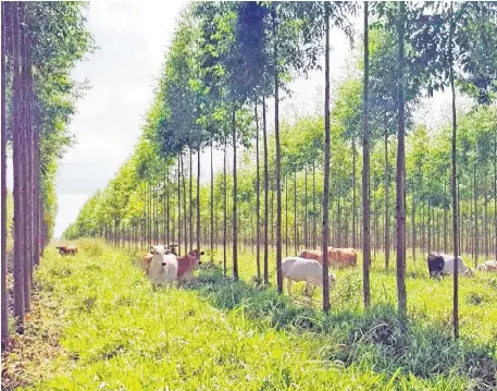 Ejecutivo reglamenta ley de créditos de carbono contra gases contaminan ...