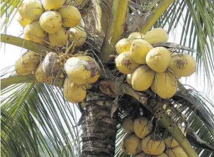 Shaun Cameron charts new path for coconut industry - PressReader