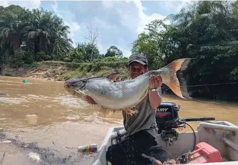 Lebih satu tan ikan terapung - PressReader