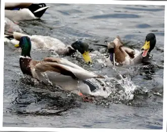 Delph Pond is an oasis for waterfowl - PressReader