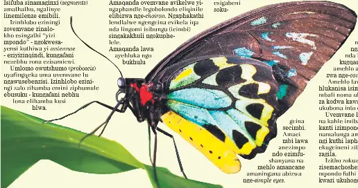 Uvemvane - PressReader