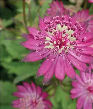 Dapple do nicely - PressReader