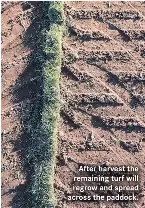 Grass is greener right here - PressReader