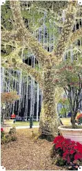 Heritage tree lights up the holidays in Villar City - PressReader