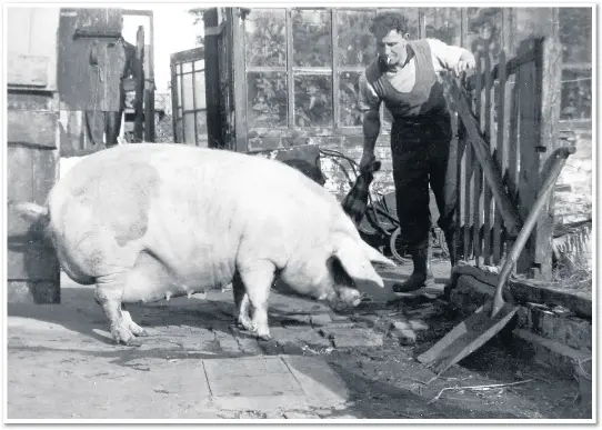 Everythin’ but the squale! - PressReader