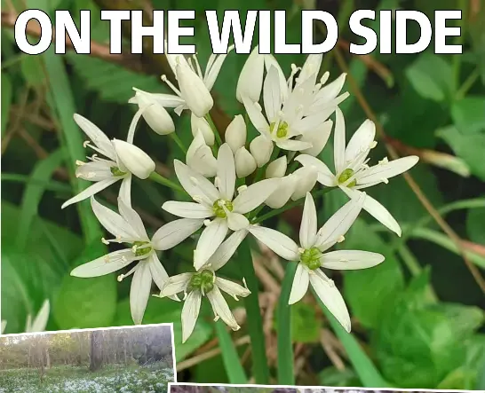 ON THE WILD SIDE - PressReader