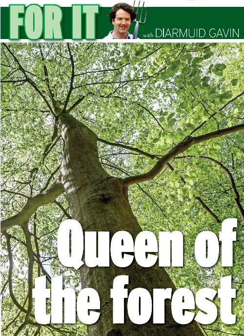 Queen of the forest - PressReader