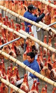 HAMSTRUNG - PressReader