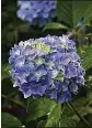 Get ahead of Botrytis blight on hydrangeas - PressReader
