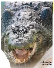 Guinness: Lolong world’s longest croc - PressReader