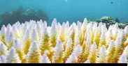 Bleaching ravages world’s corals - PressReader